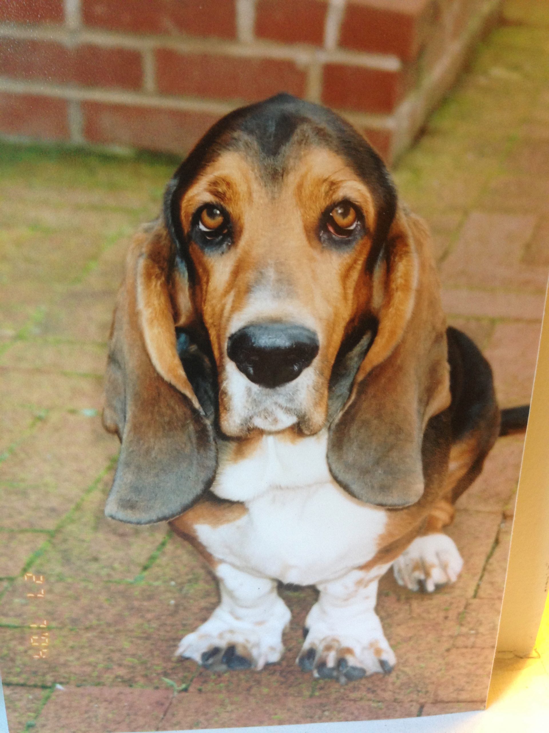 Waldo – Blog With A Dog