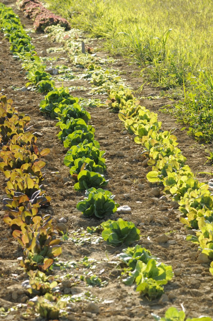 CSA Crops – Dickinson College Organic Farm