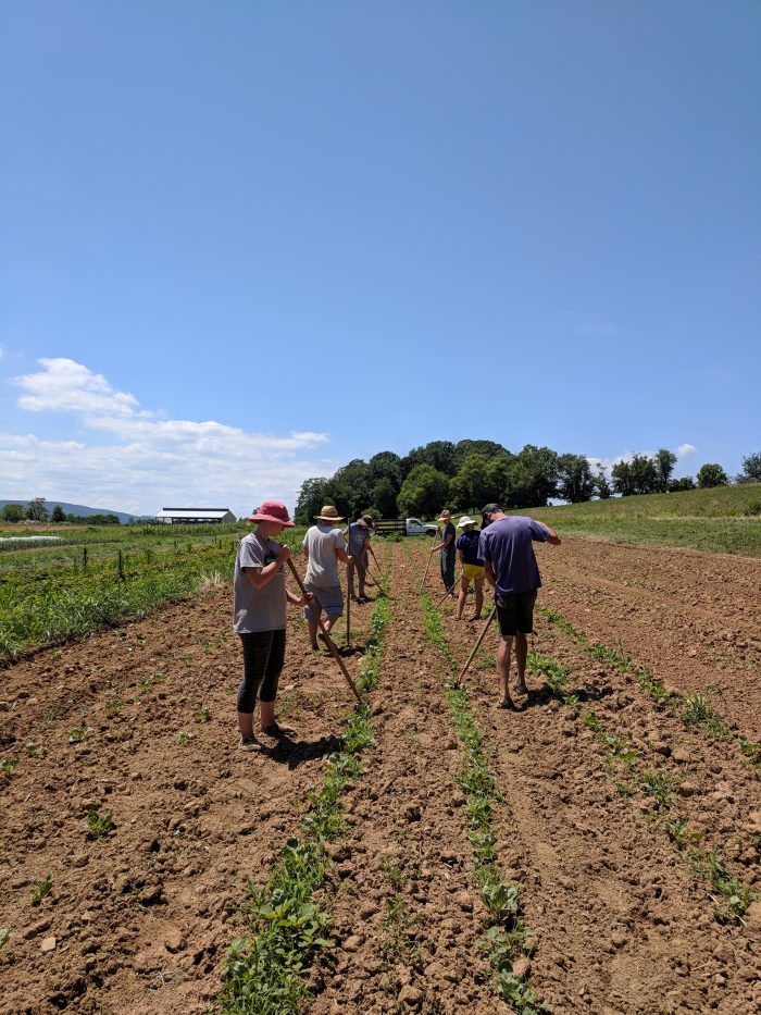Student Employees – Dickinson College Organic Farm