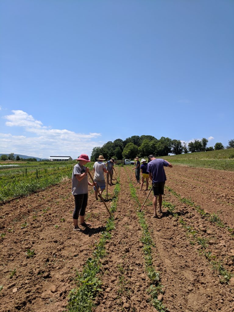 Farm Student Employees – Dickinson College Organic Farm