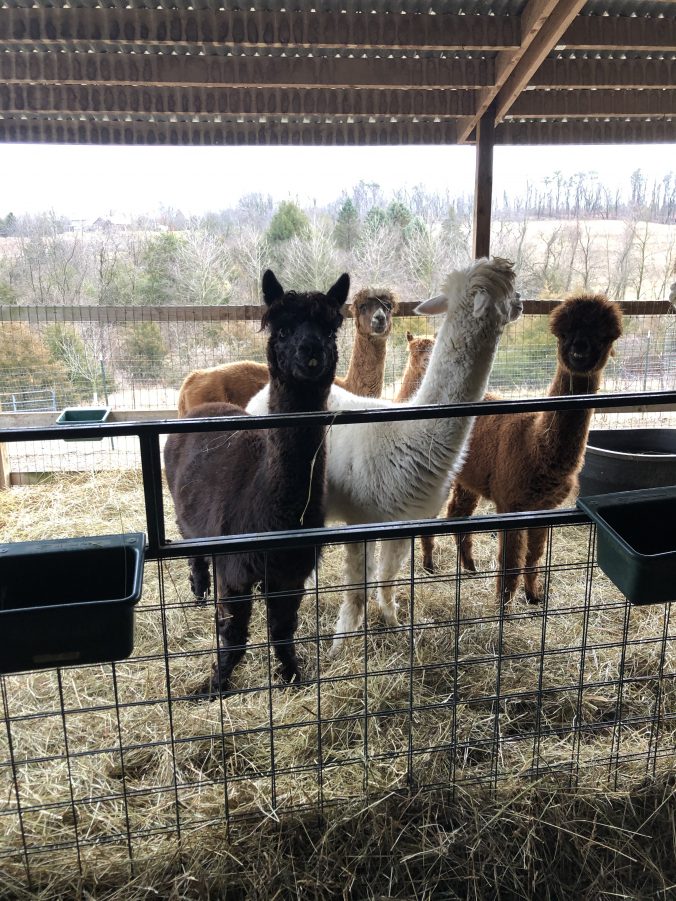 Celtic Knot Farms – The Food Experience