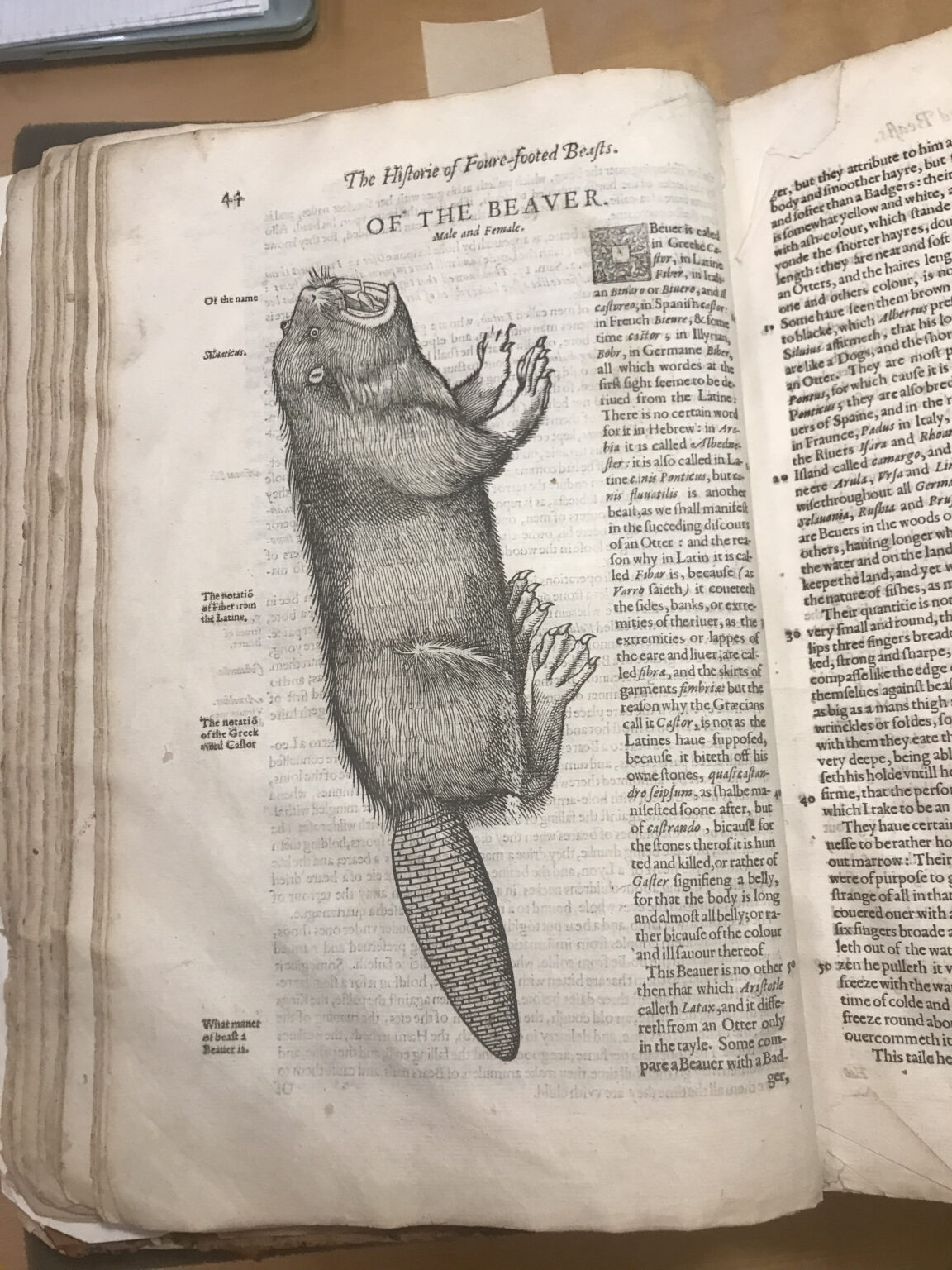 «The Historie of foure footed beastes» and «The Historie of Serpents ...