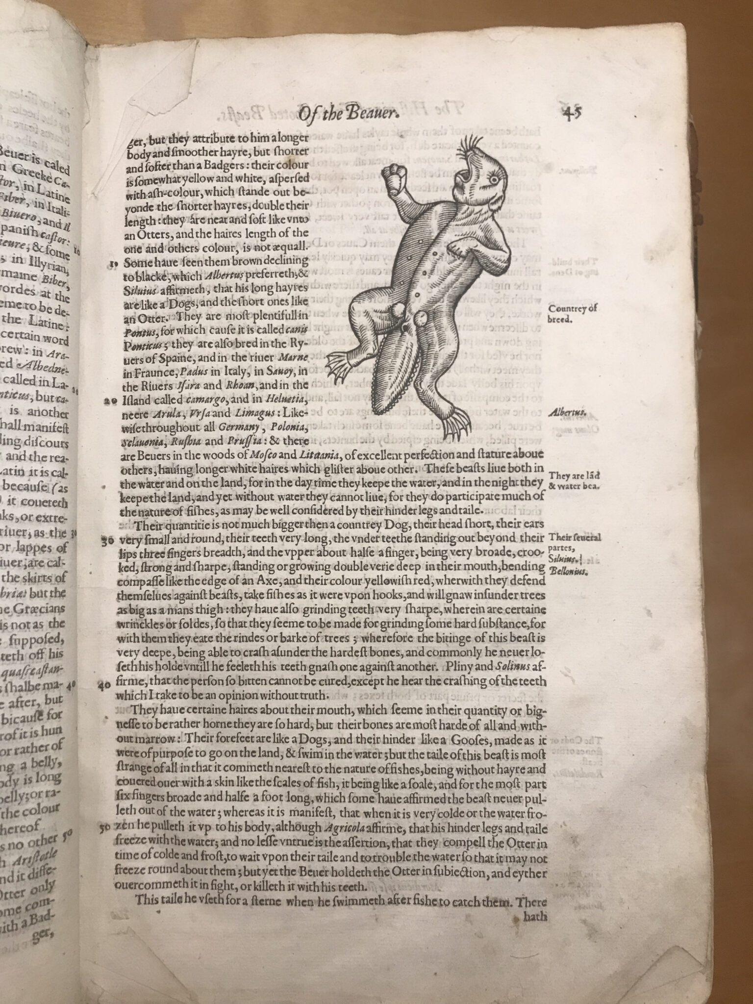 «The Historie of foure footed beastes» and «The Historie of Serpents ...