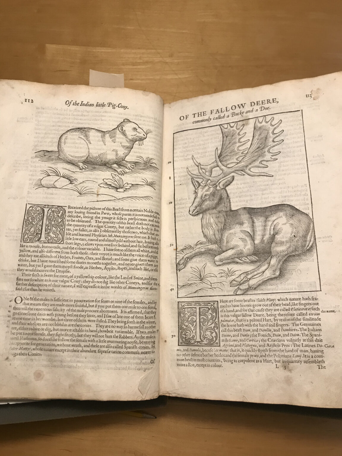 «The Historie of foure footed beastes» and «The Historie of Serpents ...