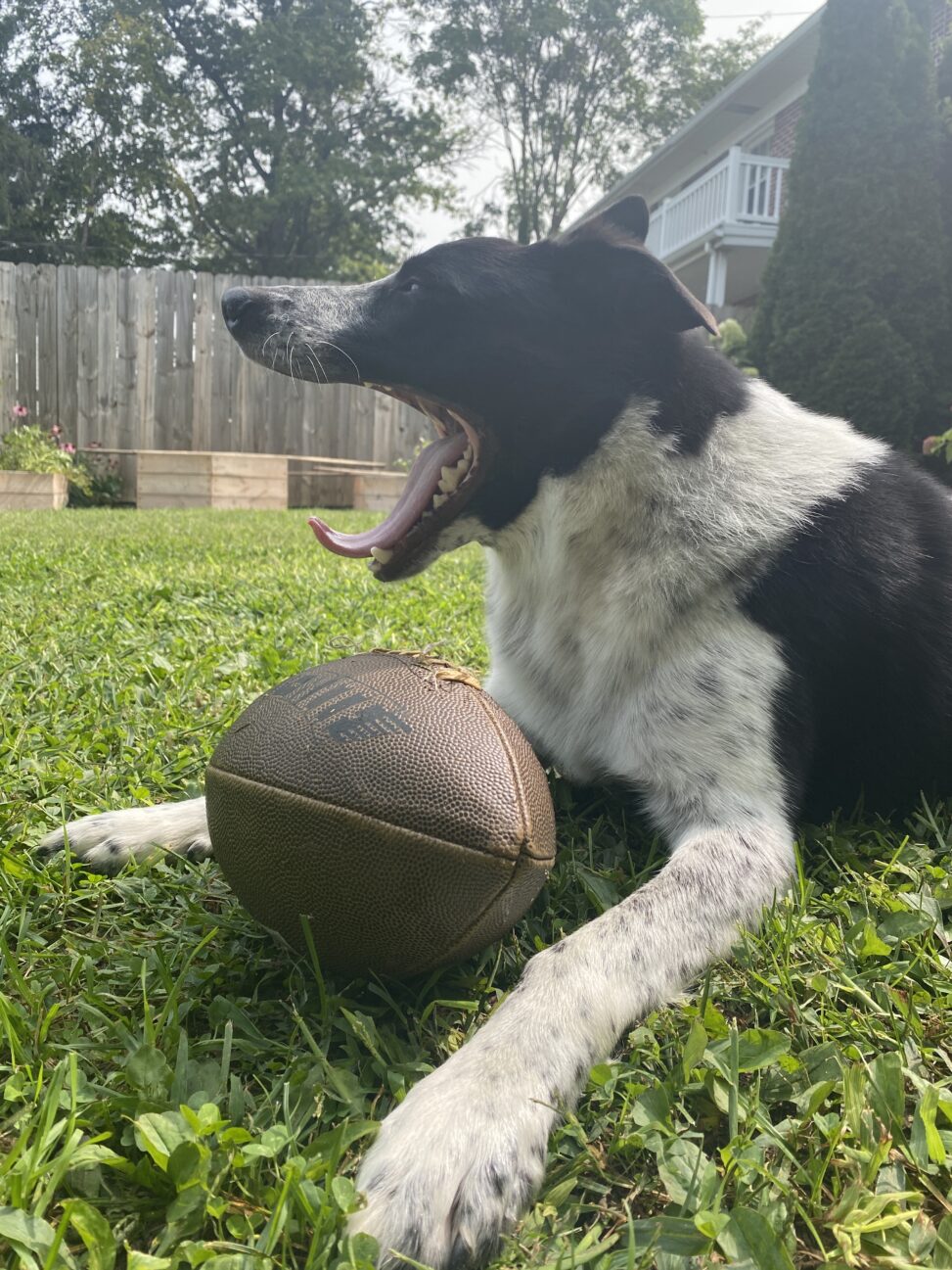 Memory and Intelligence in Border Collies – Pup Catch-up