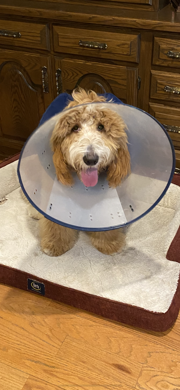 A Necessary Evil – Pup Catch-up