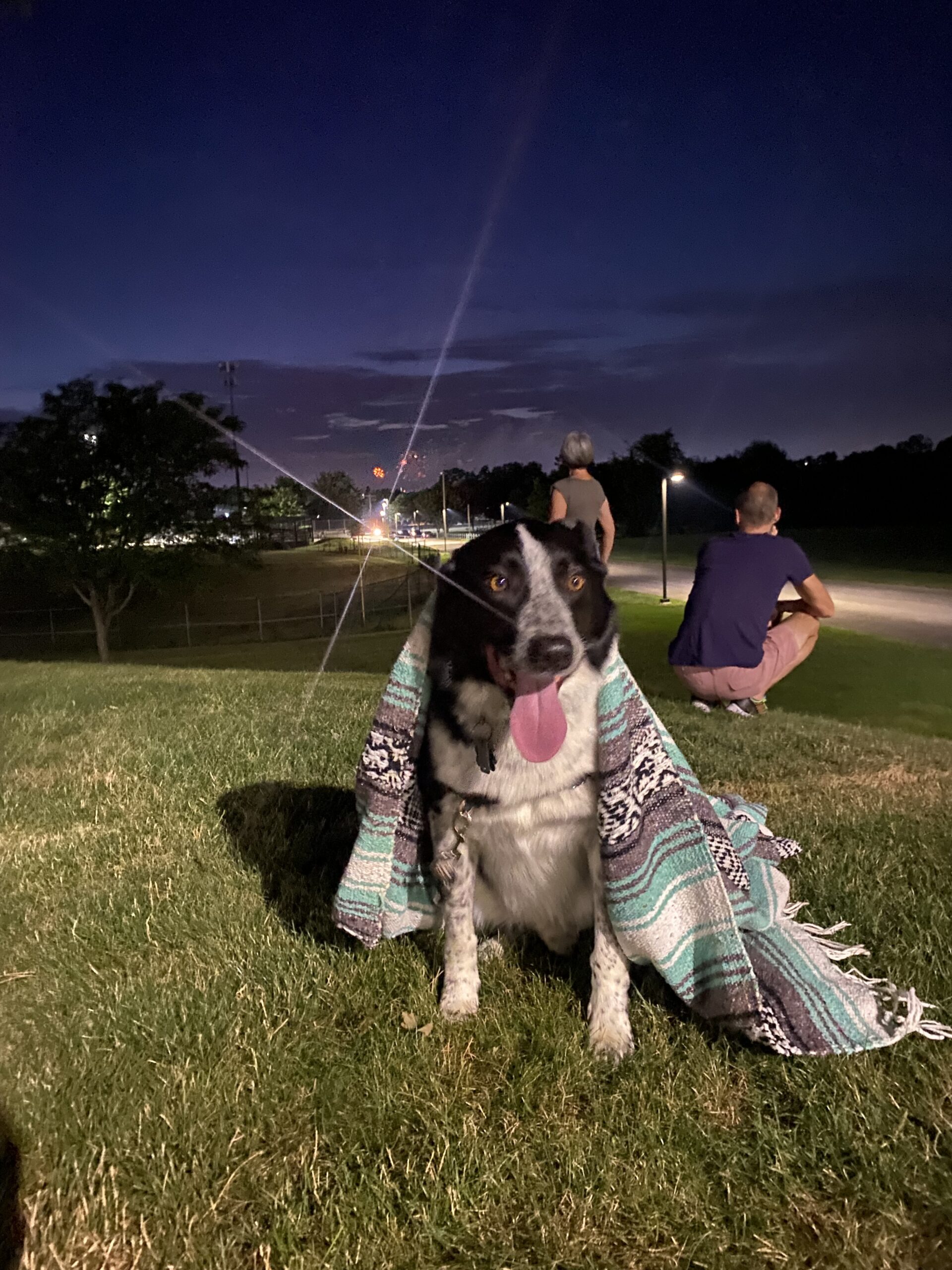 Noise Anxiety in Dogs – Pup Catch-up