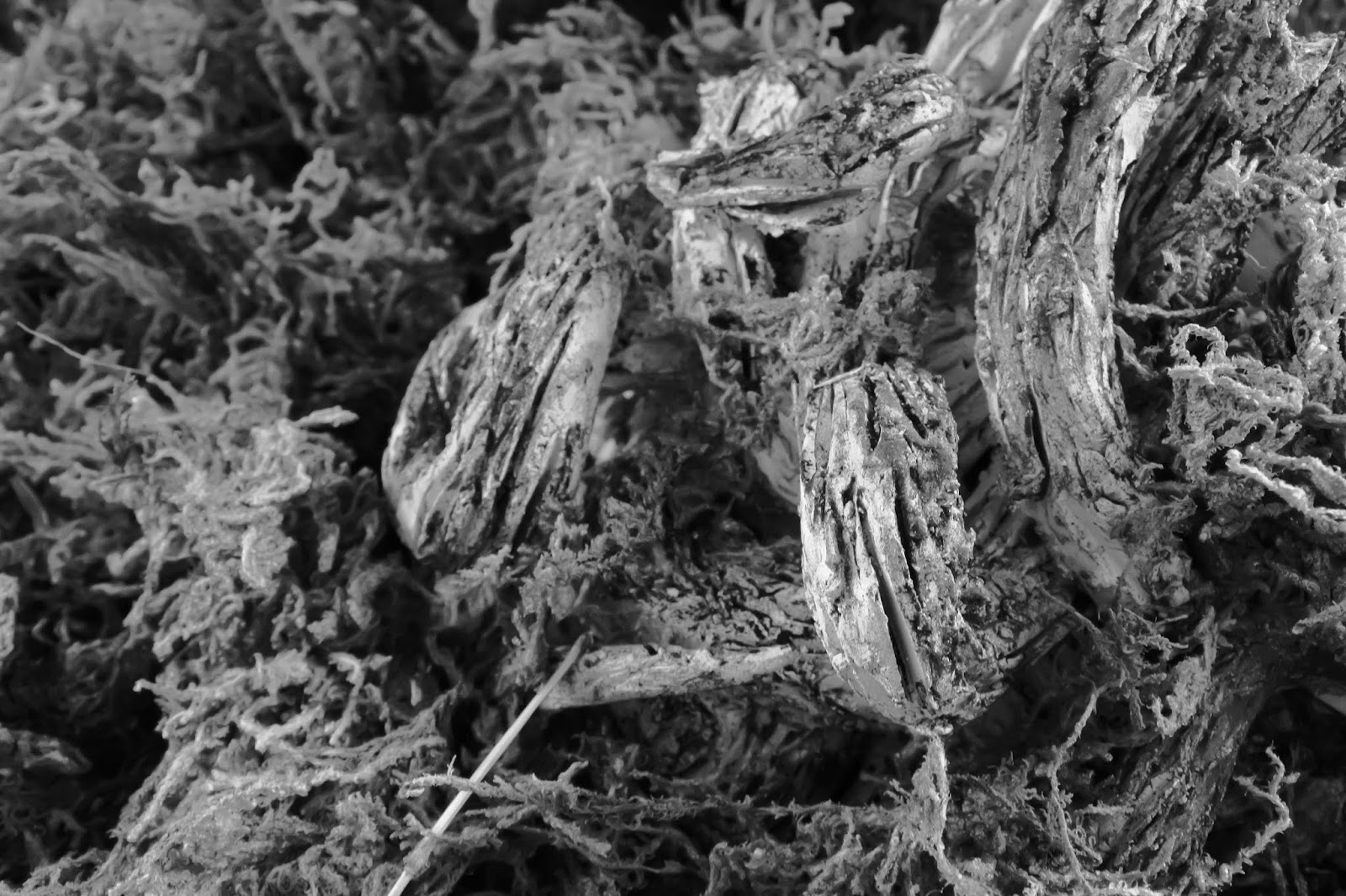 Senior Studio Speak – Trout Talk