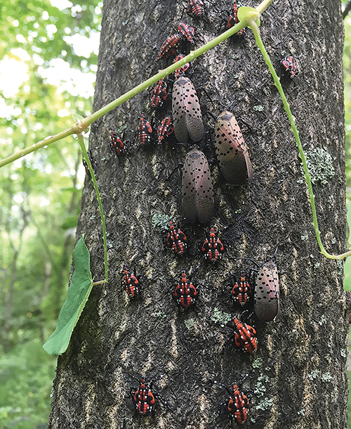 Invasive bug causes concern in Pennsylvania – Up, Out, In, & Onward
